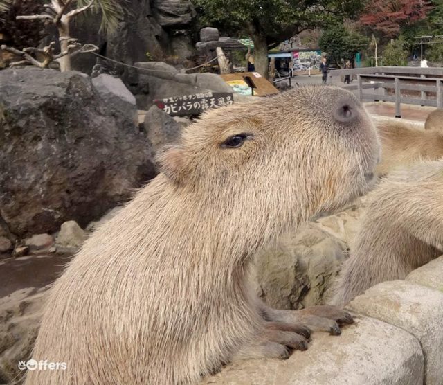 Izu Shaboten Zoo Ticket | we-offers.com