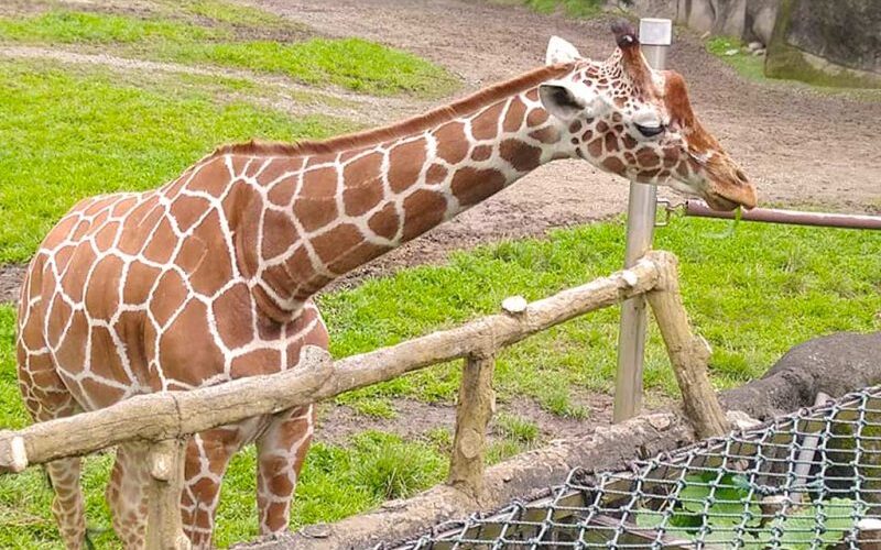 Taipei Zoo Tickets | we-offers.com