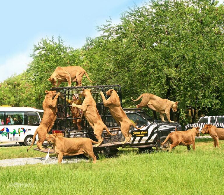 Buy discount ticket for Safari World Bangkok at discounted price | we ...