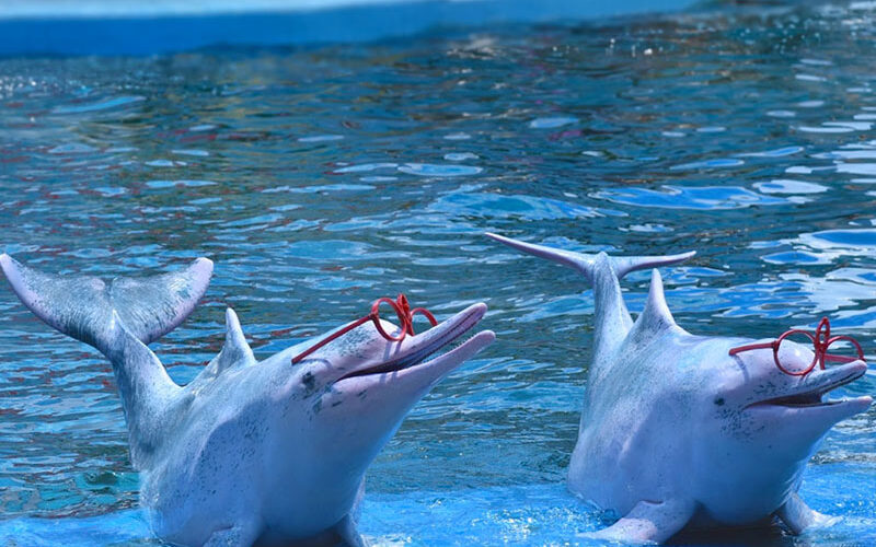Oasis Sea World, Special price | we-offers.com