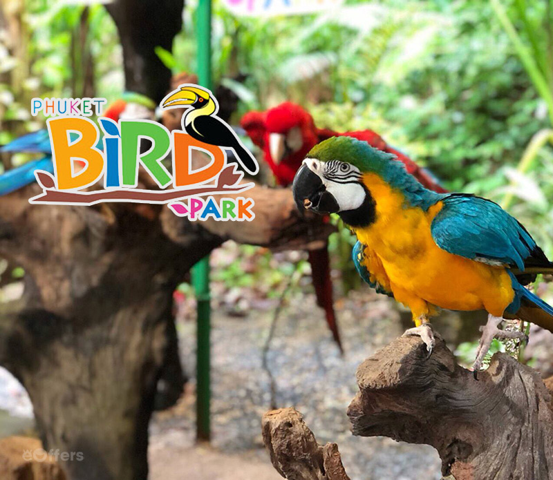 Phuket Bird Park (bird lovers paradise) | we-offers.com