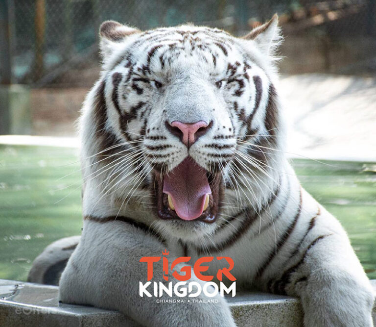 Tiger Kingdom Chiang Mai Tiger Learning Center | we-offers.com