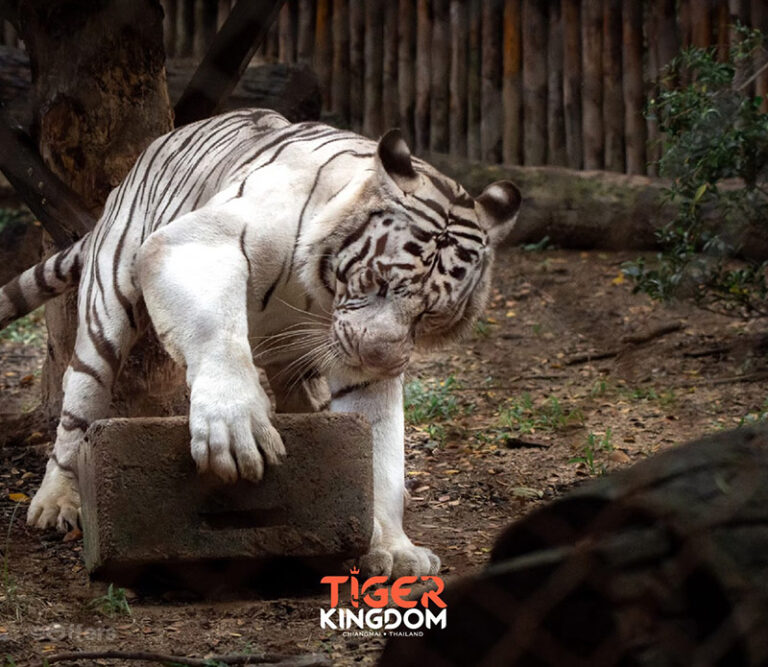 Tiger Kingdom Chiang Mai Tiger Learning Center | we-offers.com