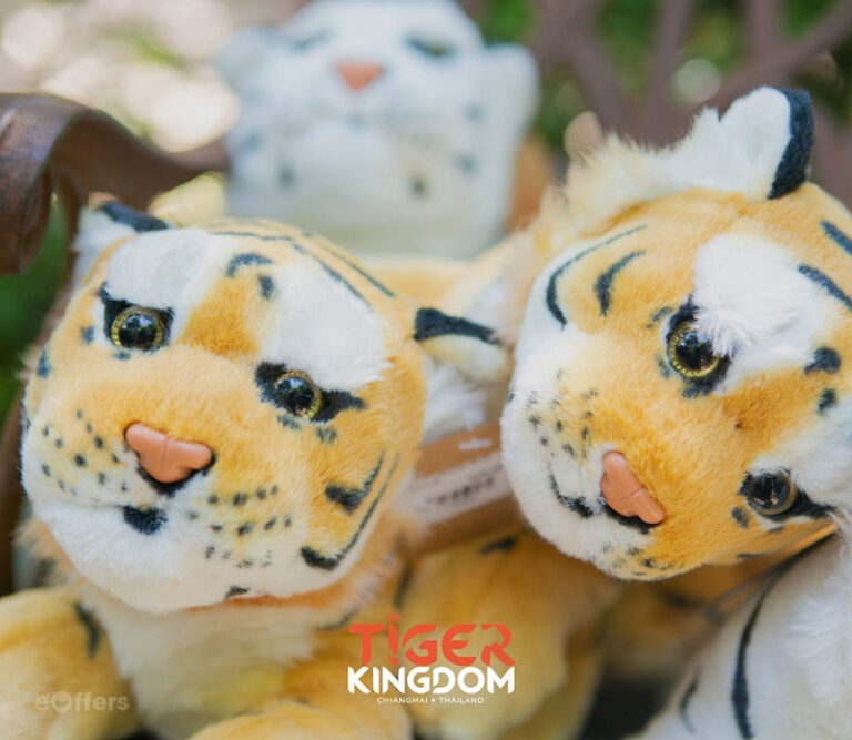Tiger Kingdom Chiang Mai Tiger Learning Center | we-offers.com