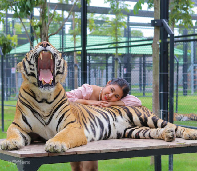 Discount ticket - Tiger World Thailand - Damnoen Saduak | we-offers.com