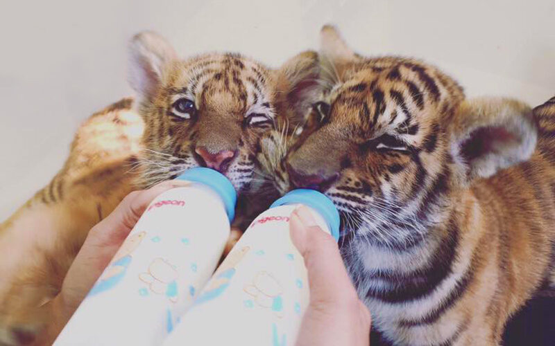 Discount ticket - Tiger World Thailand - Damnoen Saduak | we-offers.com