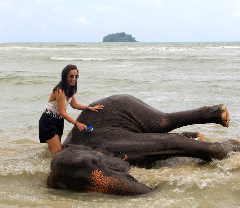 Koh Chang elephant trekking | we-offers.com